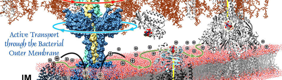 Biochemistry & Molecular Biophysics | Kansas State University
