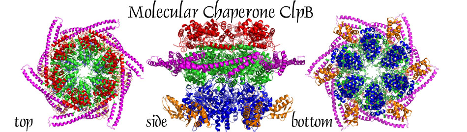 Biochemistry & Molecular Biophysics | Kansas State University