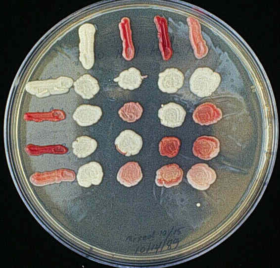 A Genetic Test For Allelism a-genetic-test-for-allelism