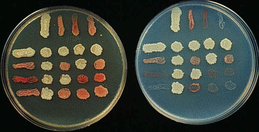 A Genetic Test for Allelism