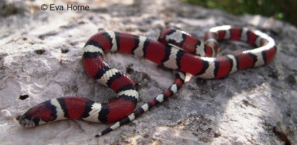 Milk snake - Lampropeltis triangulum