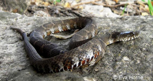 Poisonous Water Snakes