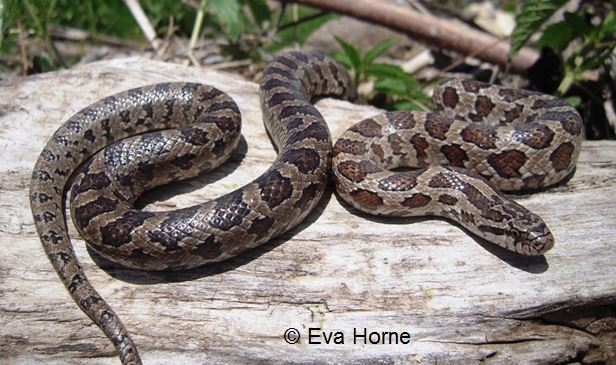 Prairie kingsnake - Lampropeltis calligaster