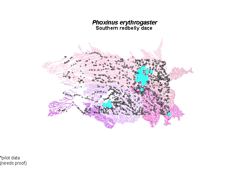 Phoxinus - JungleKey.fr Image