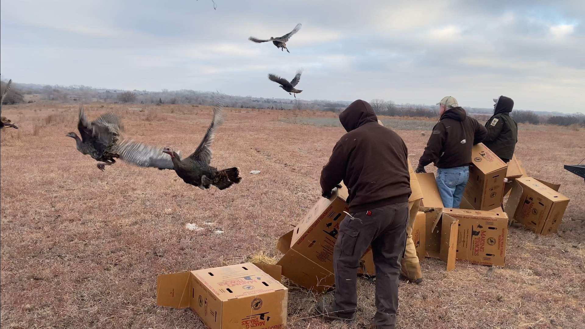 K-State biologists receive $1.8 million KDWP, National Wild Turkey ...