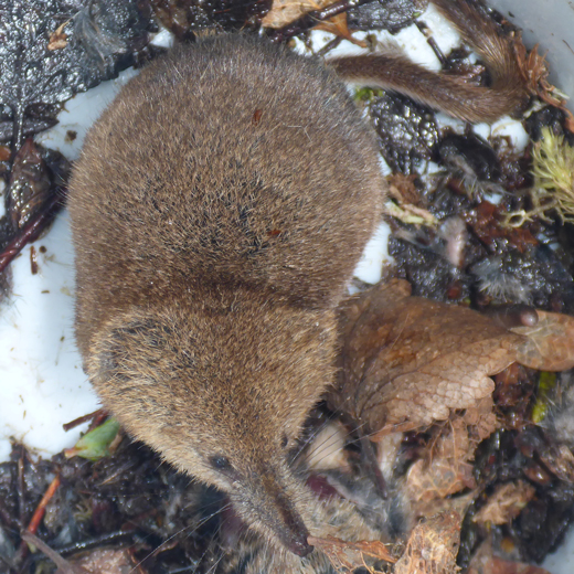 Study of Arctic shrews, parasites indicates how climate change may ...