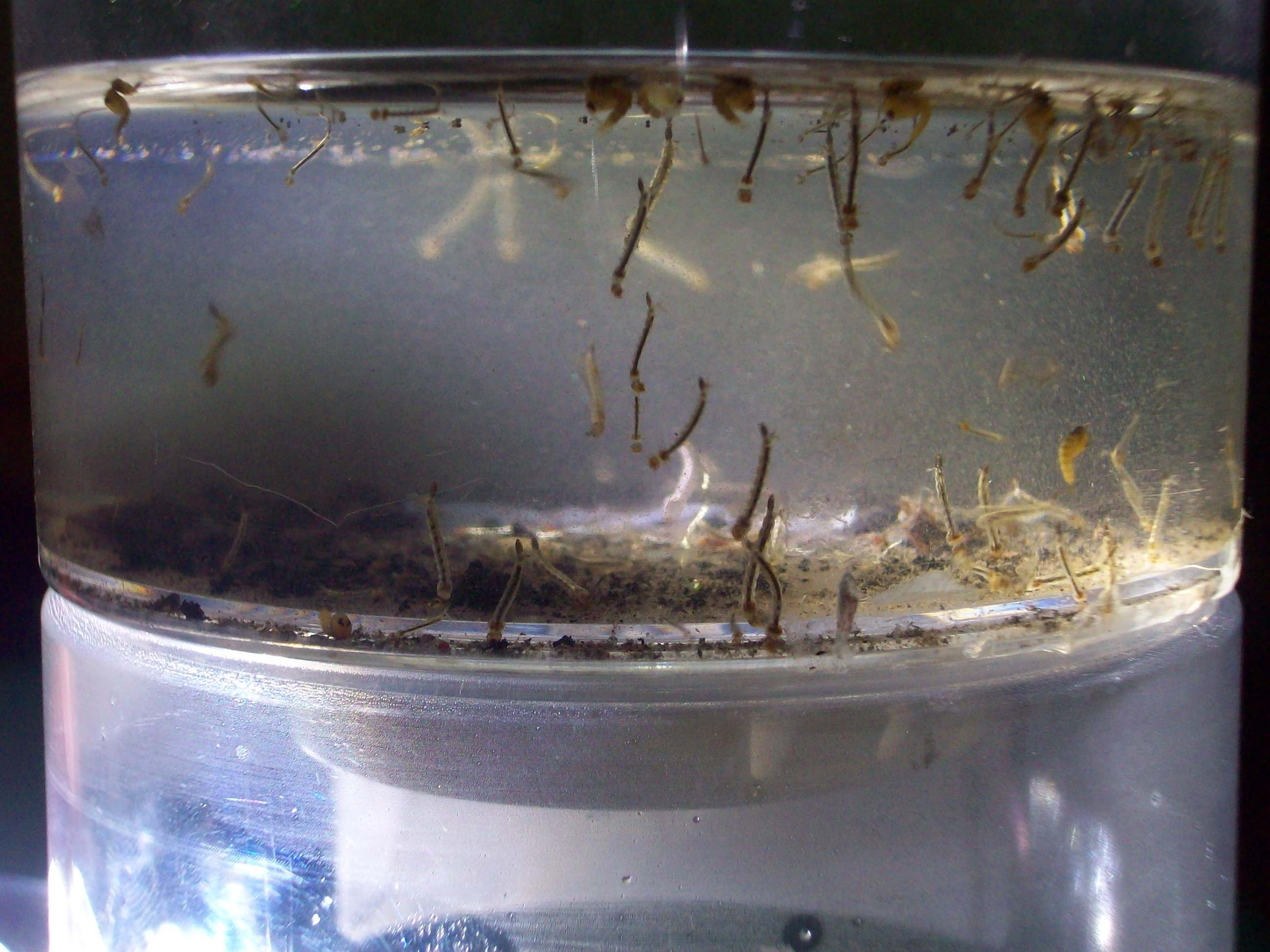 K-State veterinary researcher brings next-generation approach to ...