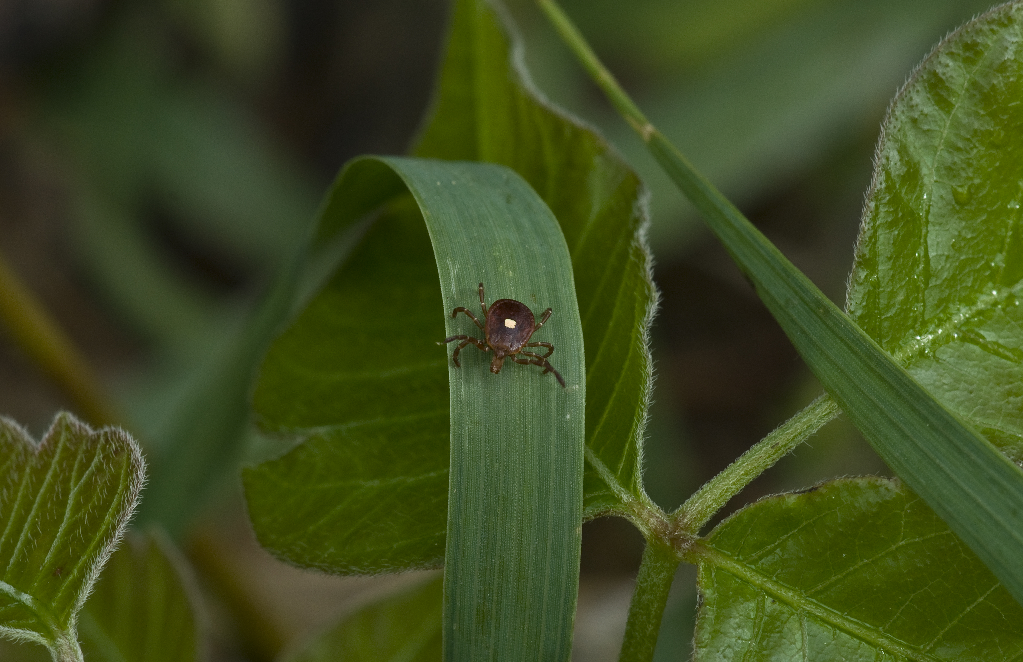 Tick-caused bobcat fever can be deadly to domestic cats | Kansas State ...