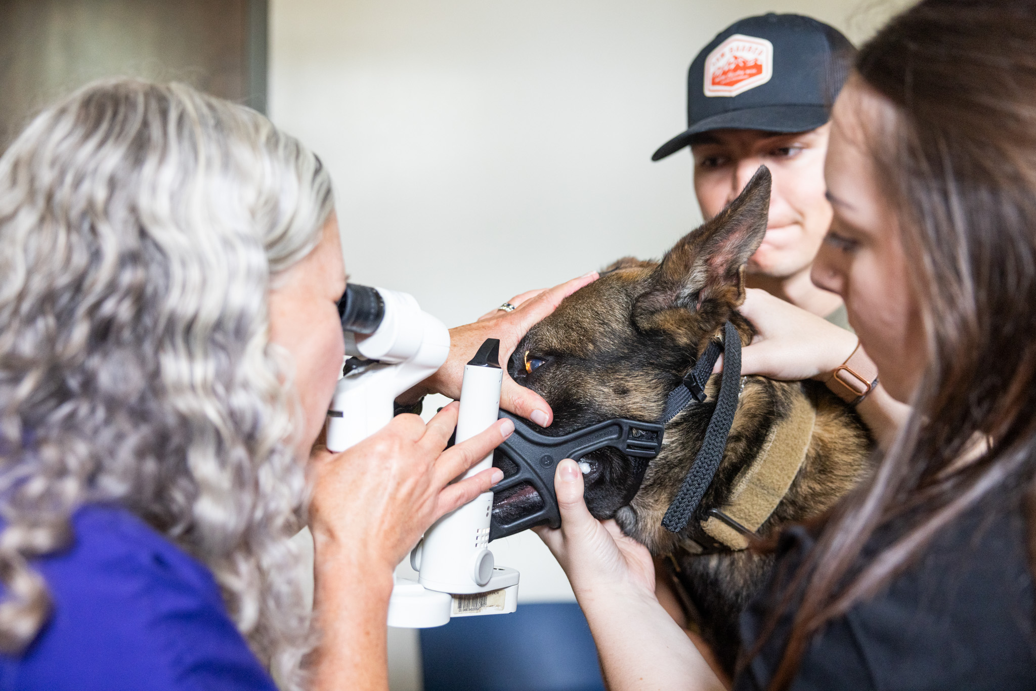 K-State veterinarians perform record-breaking number of eye exams for ...