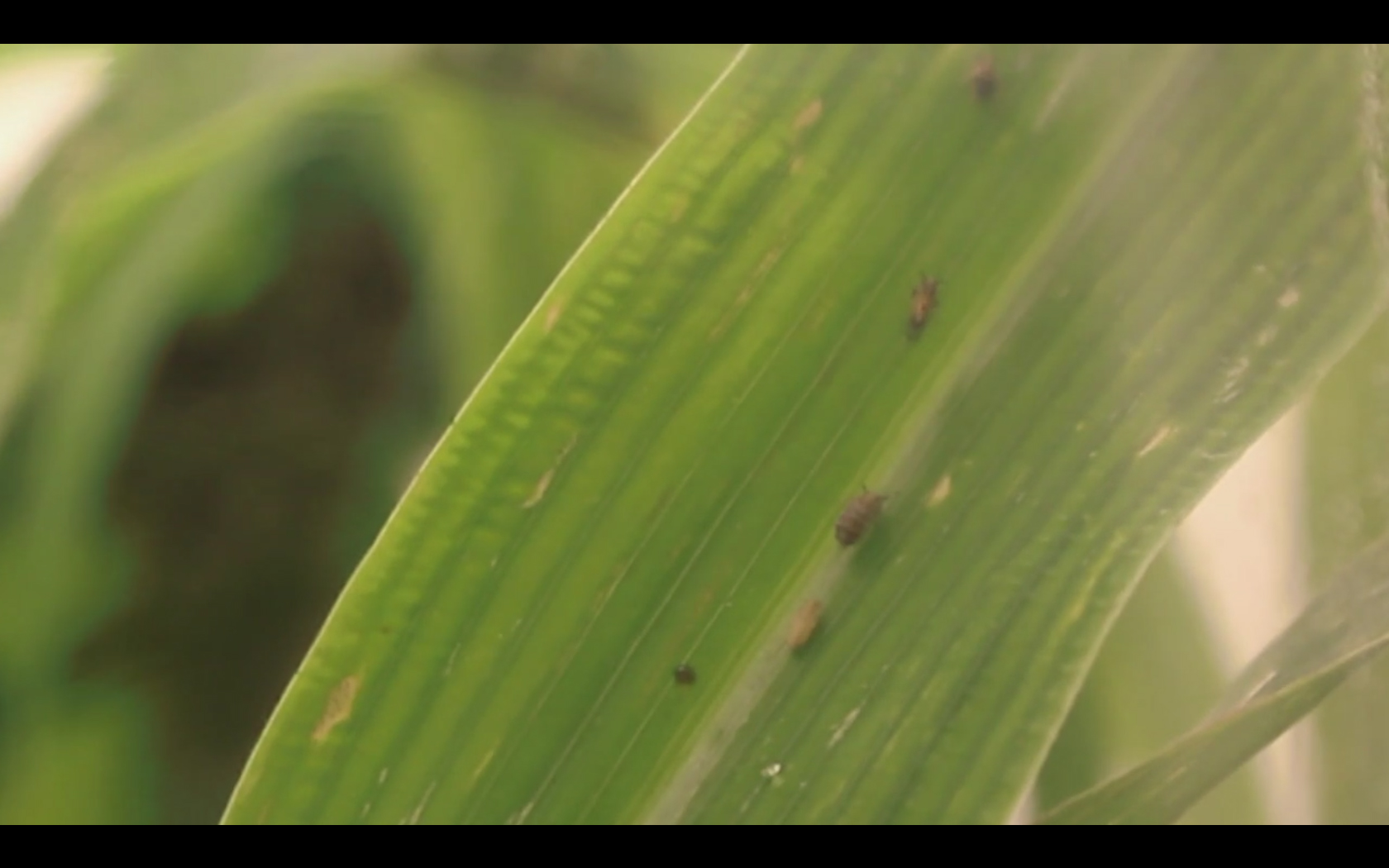 Kansas State University student's work in science journalism wins ...