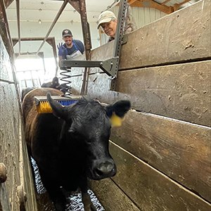 K-State collaboration results in cattle stress relief product that ...