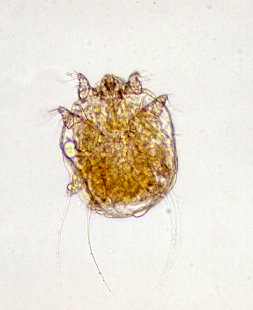 Animal Parasitology