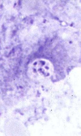 Animal Parasitology