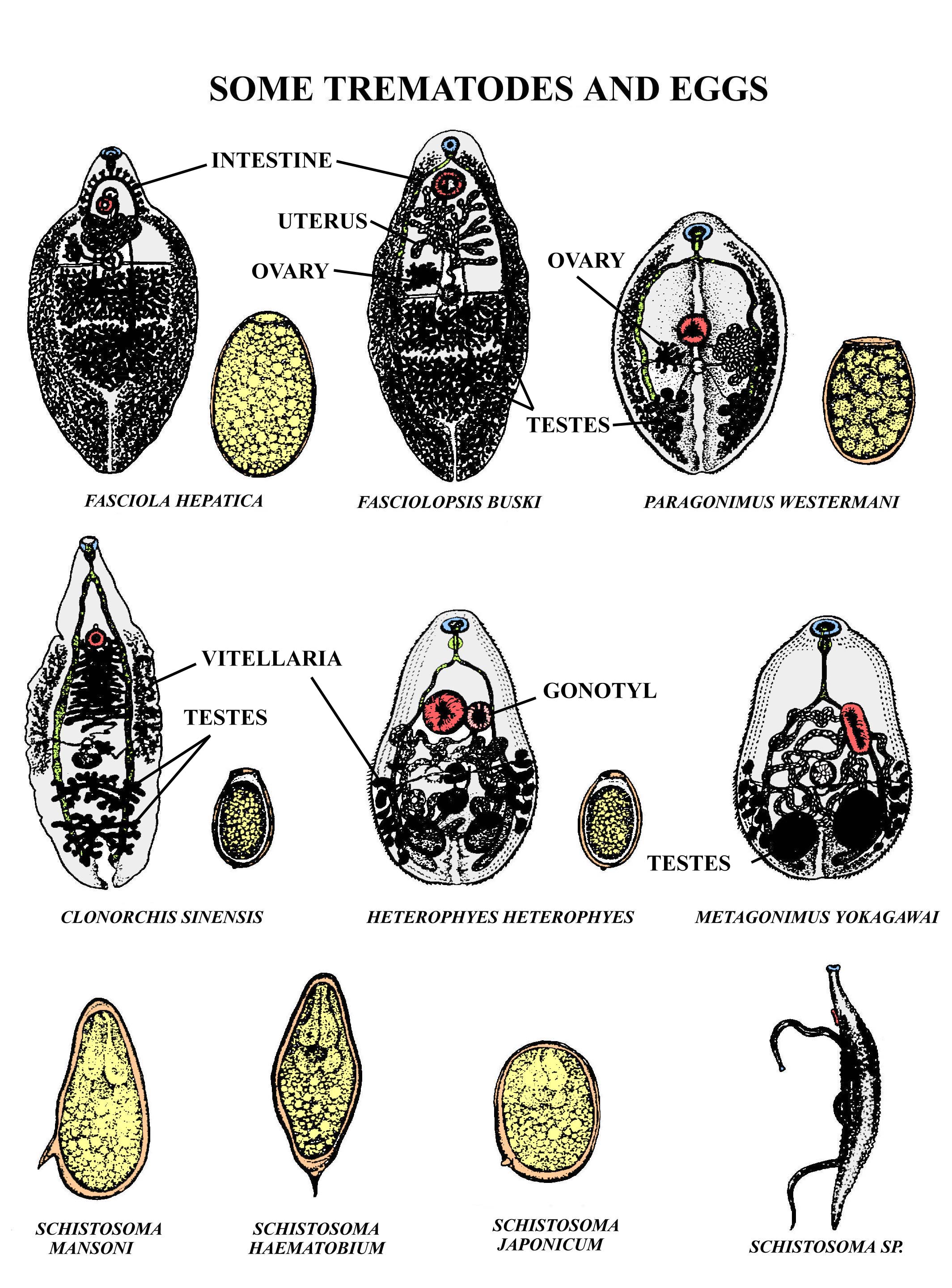 Paragonimus Westermani Egg Operculum