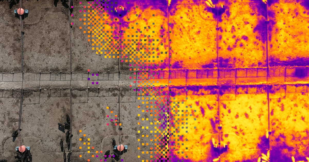 Aerial thermal imaging research bolsters cattle management